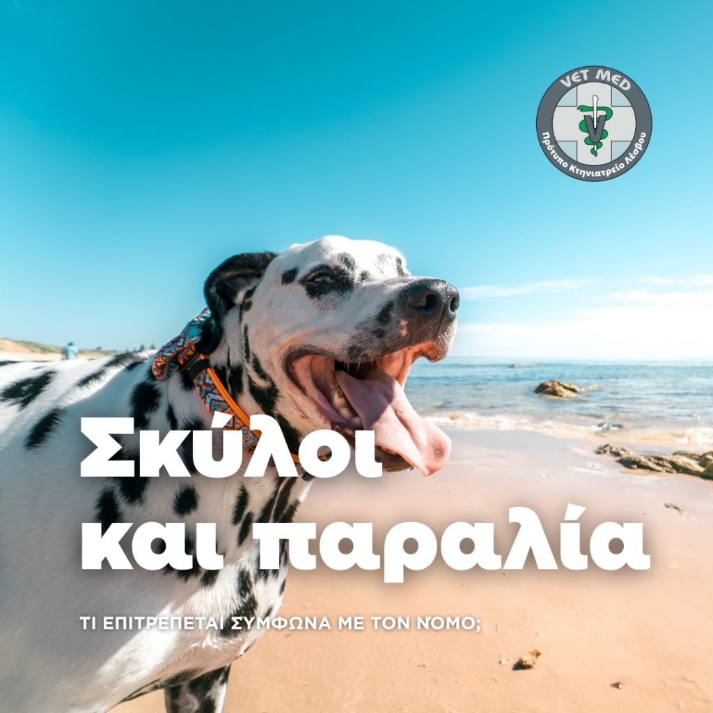 Σκύλοι και παραλία - vetmedlesvos